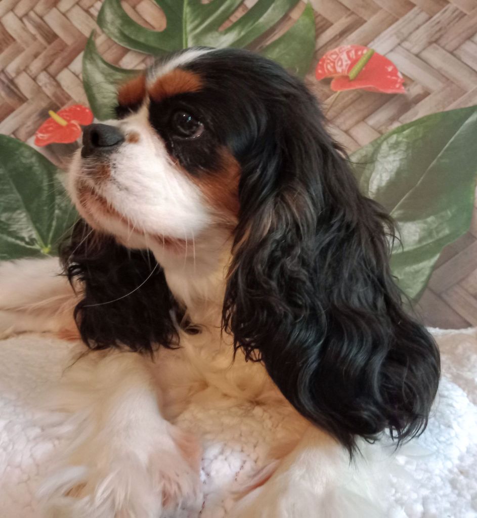 Accueil - Elevage Du Clos De Chafrane - eleveur de chiens Cavalier King ...